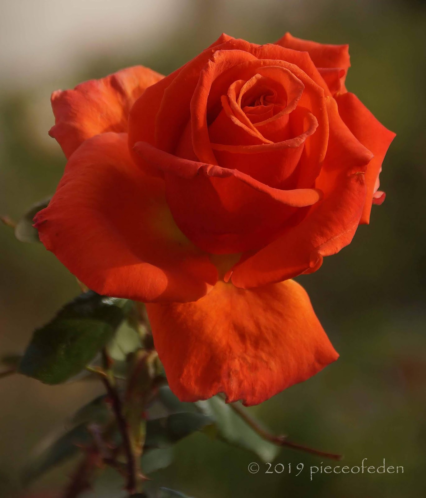 Bloom Day January 2019 And It's Raining