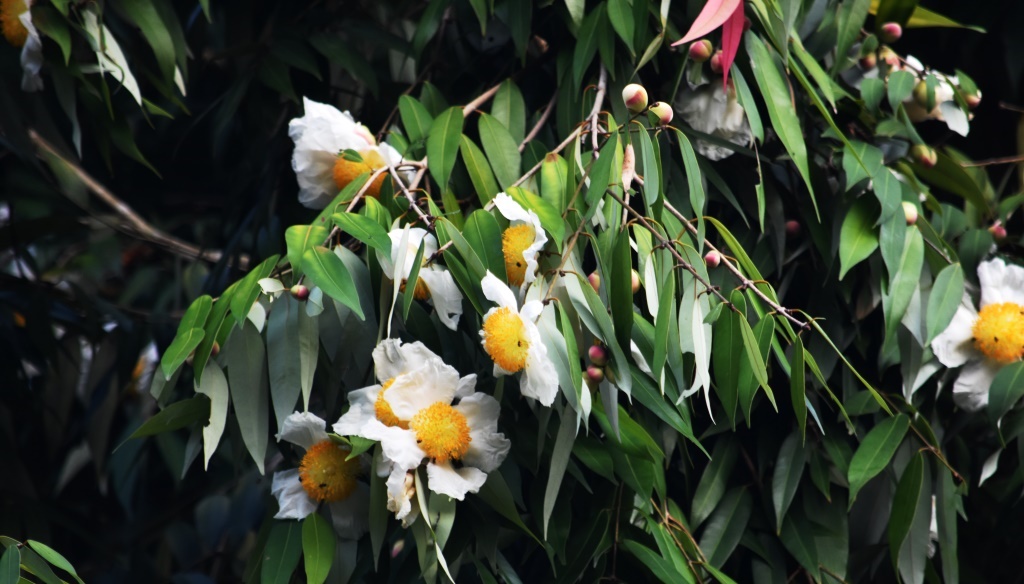 Kumbuk Pokuna Lodge: Namal - Flowers of the Na Tree, Sri Lanka's ...