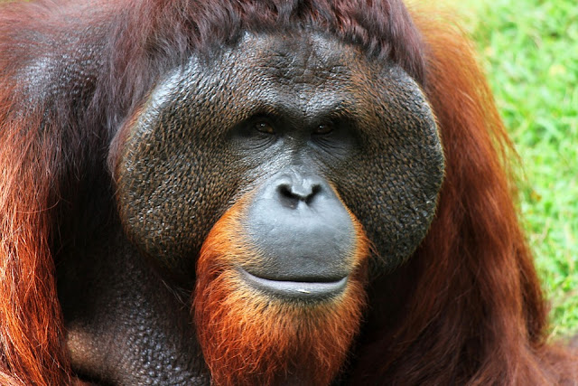The Most Iconic Rainforest Animal of Indonesia - BorneoScape
