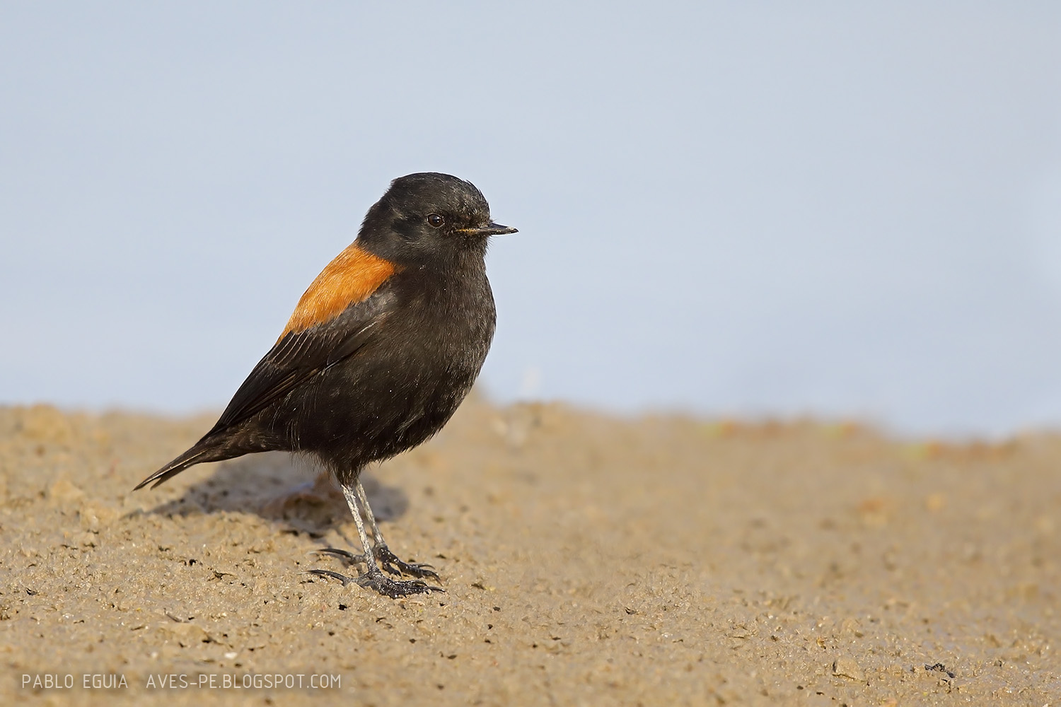 mis fotos de aves: Lessonia rufa Sobrepuesto Austral Austral Negrito