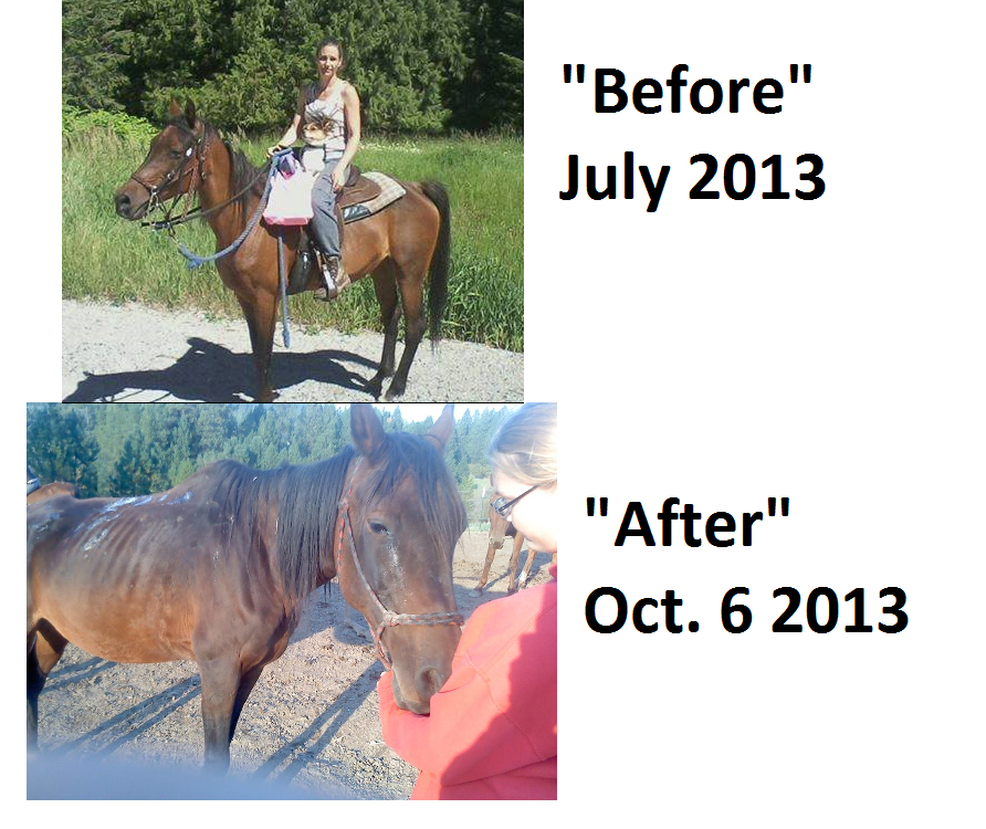North Horse: Horse-Starving "Rescuers" in Idaho: Sean & Bonny Black