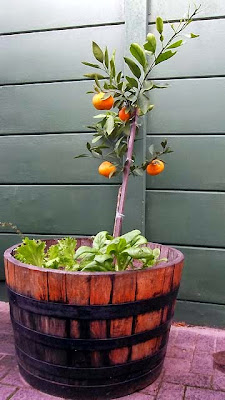 Gardening in Cape Town: Growing Orange Trees in containers
