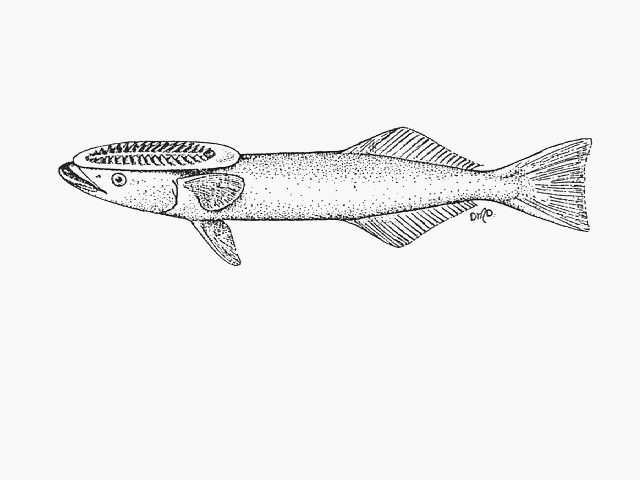 Compañeros de viaje: Rémora común (Remora remora)