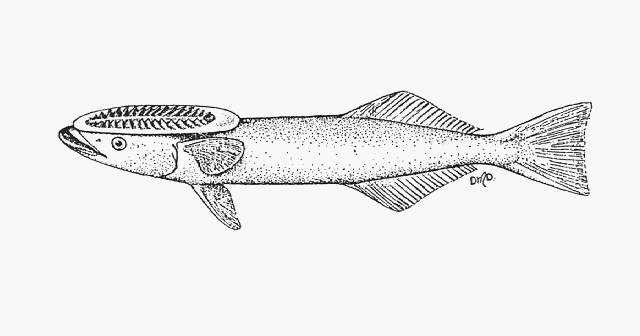 Compañeros de viaje: Rémora común (Remora remora)