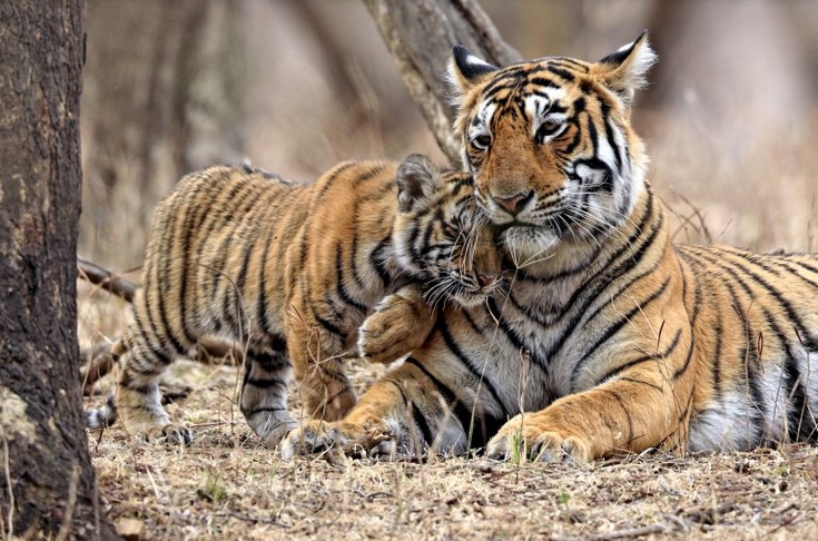 Bengal tiger cubs cuddle up to mum in adorable shots