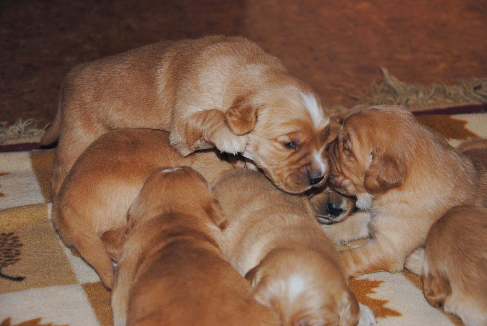 2 weeks old today - Tidewater Golden Retrievers
