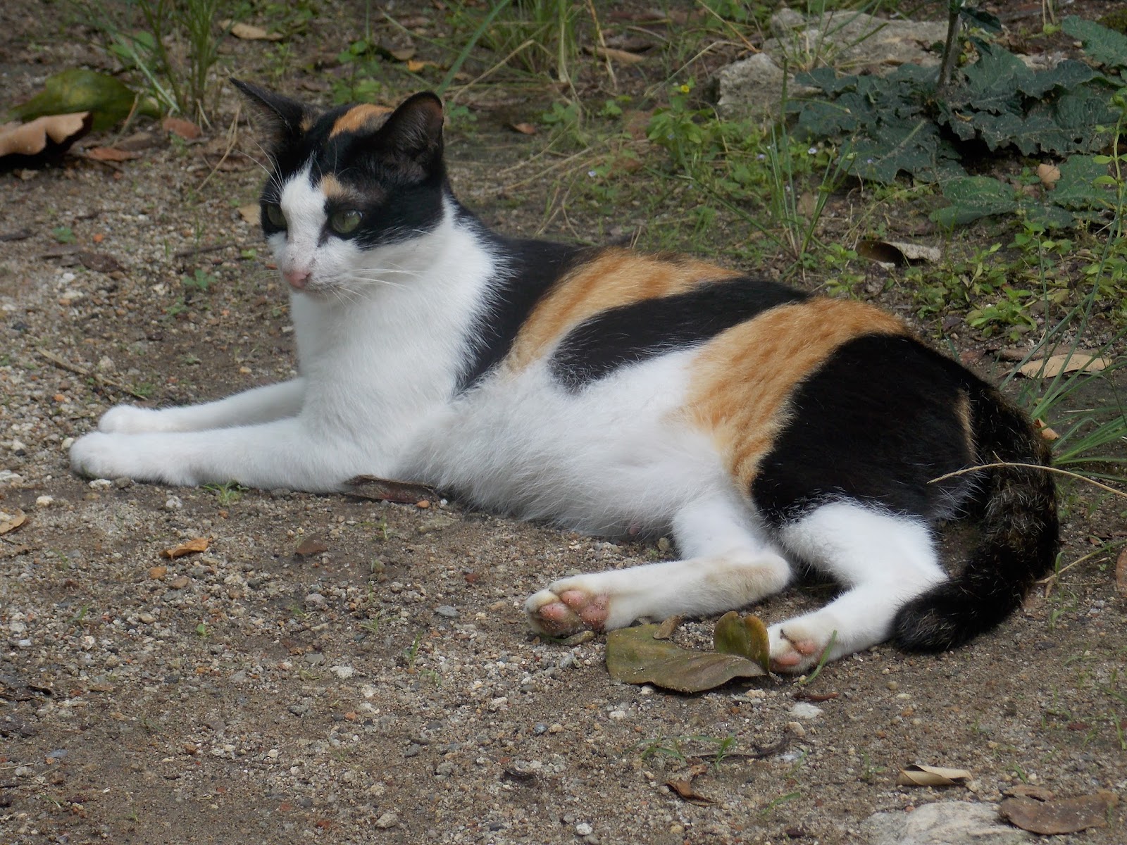 Foto Kucing Tiga Warna Lucu
