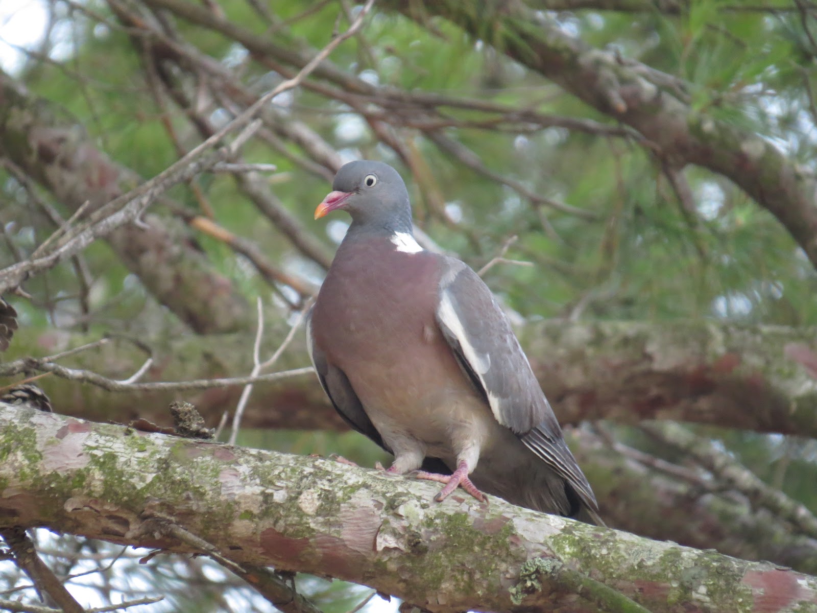 Steppe birding (O mejor dicho pajareando por el secarral): Las Palomas ...