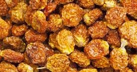 Jammu and Kashmir Medicinal Plants Introduction Centre: Inca berries ...