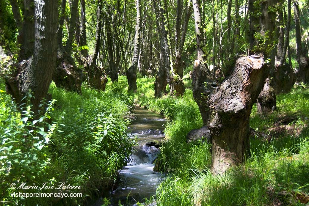 Visita por el Moncayo: Cañón del río Val