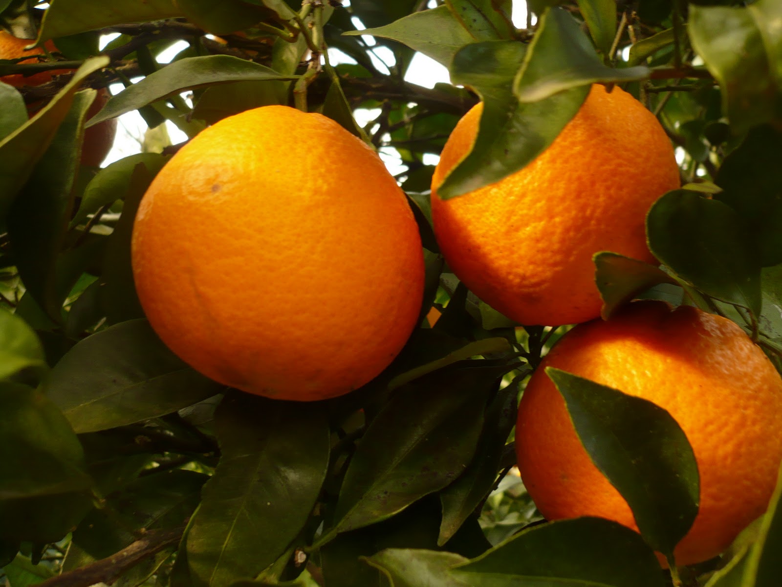 COMER COM SAÚDE: A Laranja e alguns dos seus benefícios