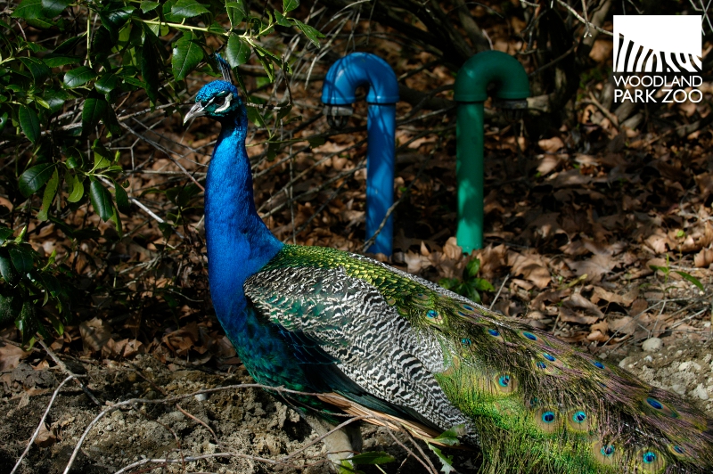 Ultra awesome: Ultraviolet eyesight in animals