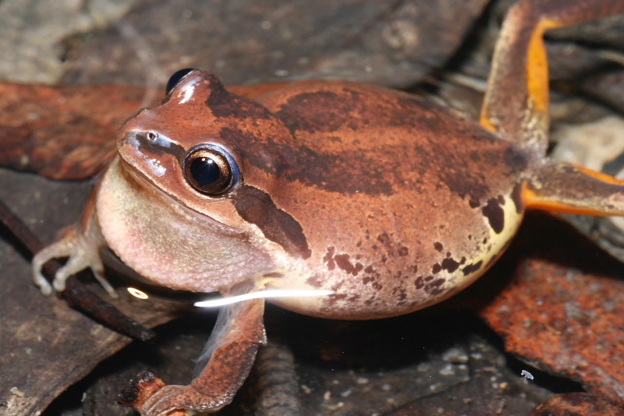 Illawarra frogs | Growing Illawarra Natives