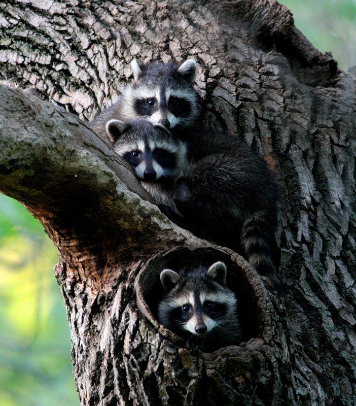 Wall Papers: Three 3 Three Animals