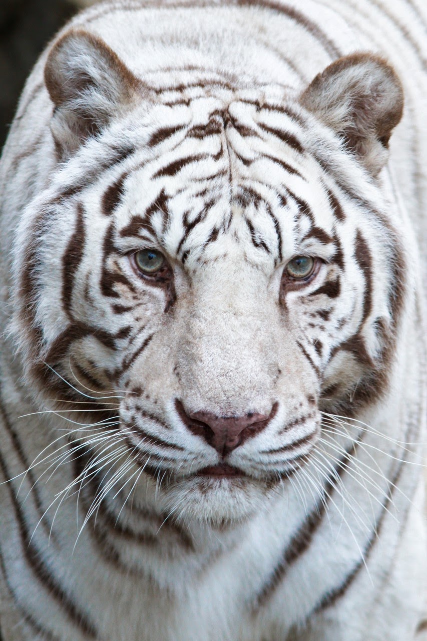 Flora & Fauna: Tigre de Bengala