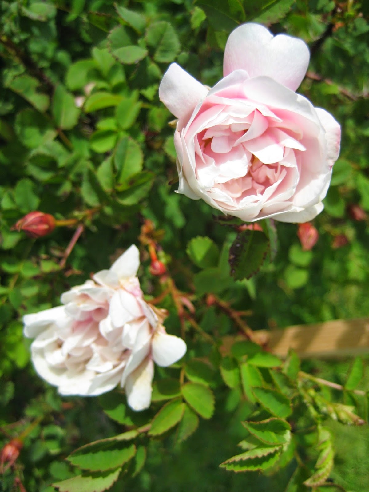 Metsätontun Ruusutarha: Nämä ruusut kukkaan 4.7.