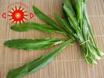 Cocina Costarricense: culantro de coyote