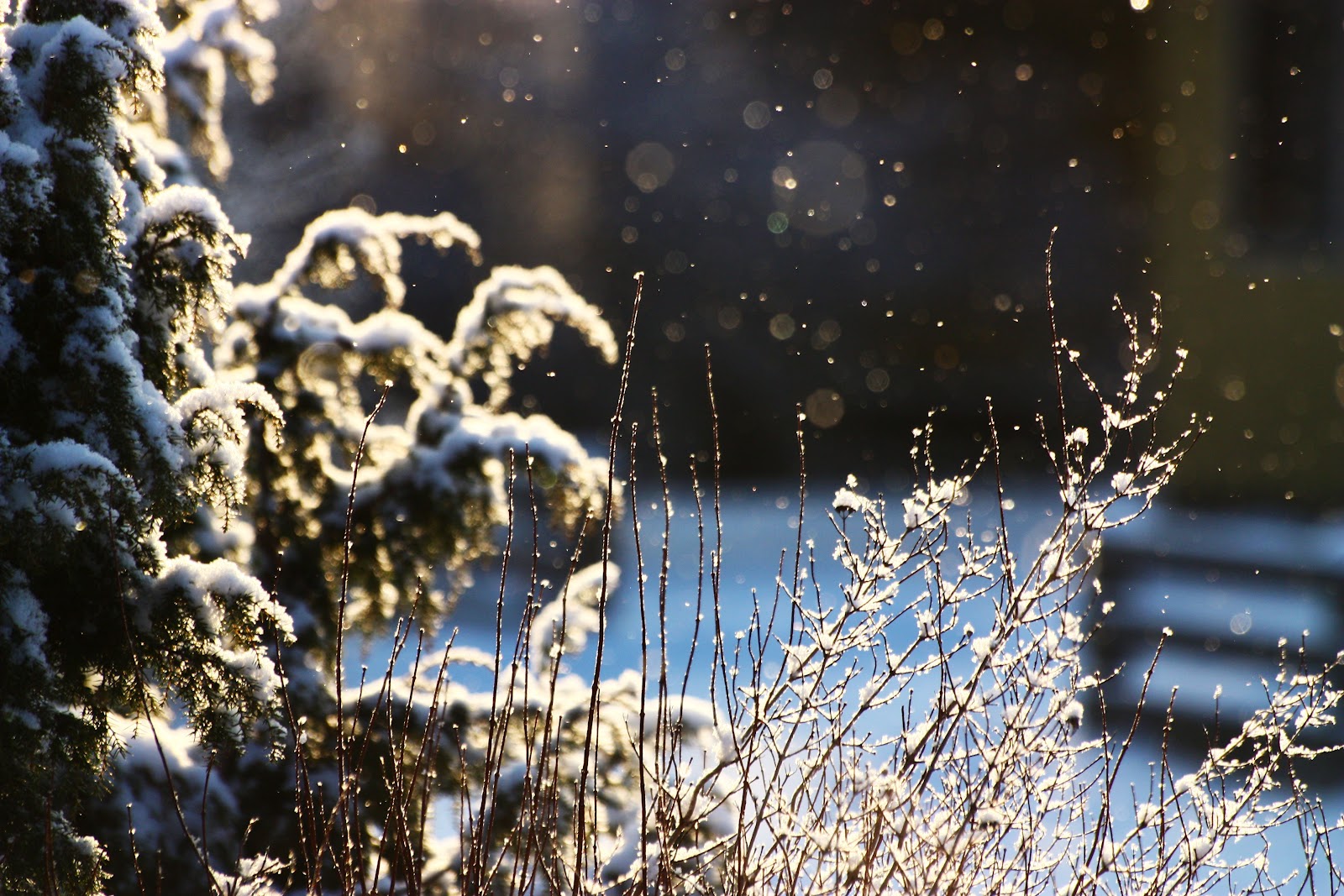 Öregrund free images: Vinterbilder. Snö, snöflingor och snöstjärnor