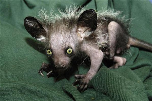 Sou Ecológico - Muito Mais Eco: Alguns dos animais jamais vistos!