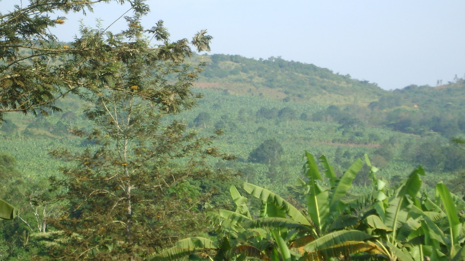 DAILY FARMERS TANZANIA: COFFEE AND BANANA TREES IN KARAGWE-KAGERA ...