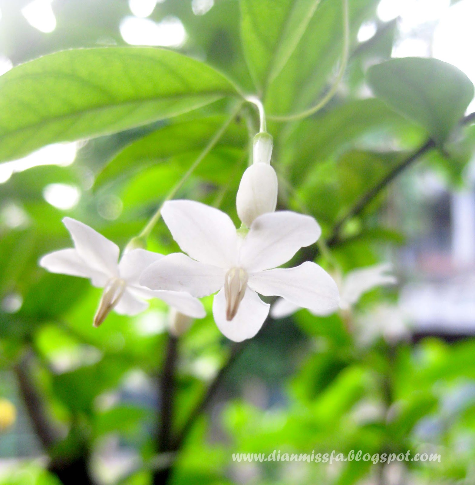 KEBUN BUNGA: WATER JASMINE (Wrightia religiosa)