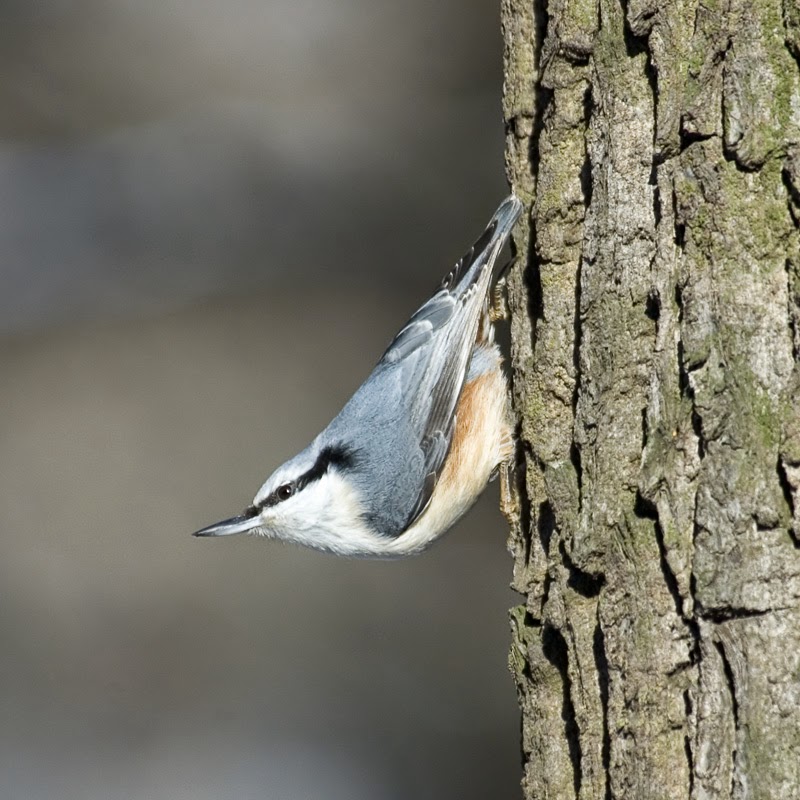 Species of UK: Week 60: Treecreeper ('Certhia familiaris')