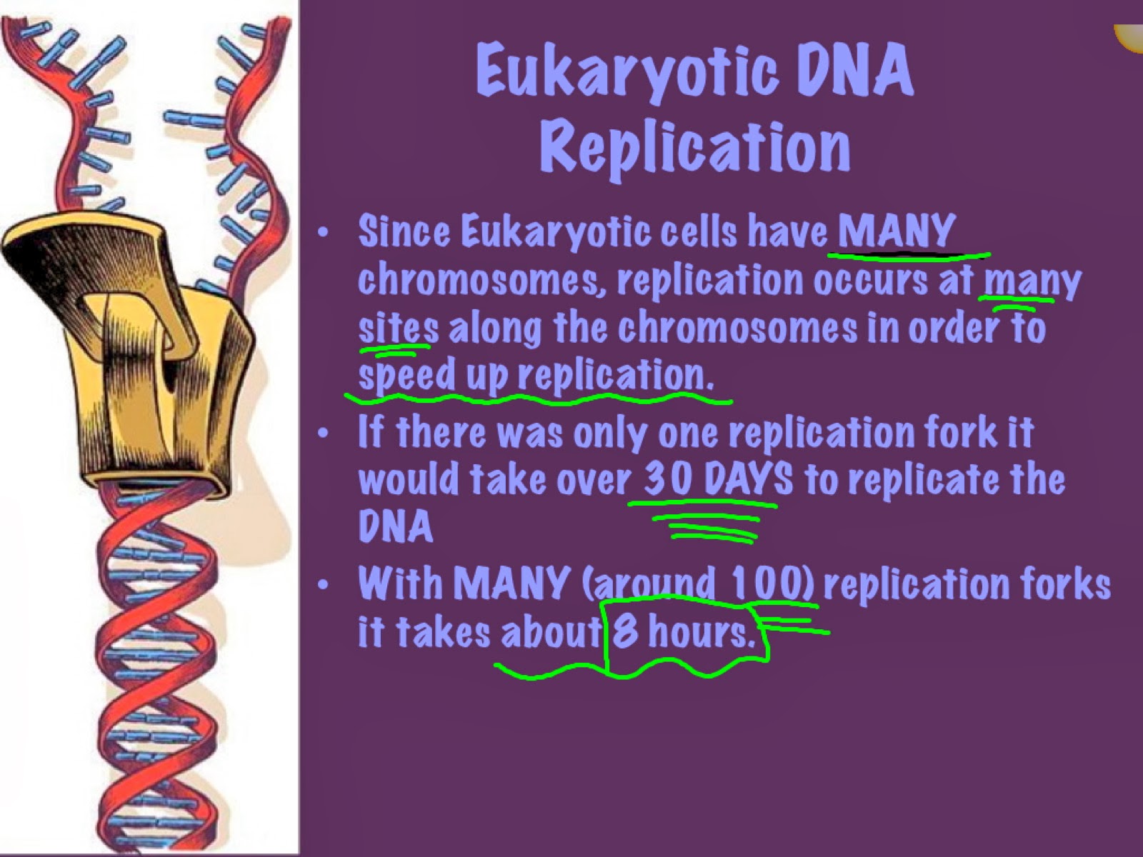 EC Honors Biology: Prokaryotic vs Eukaryotic DNA