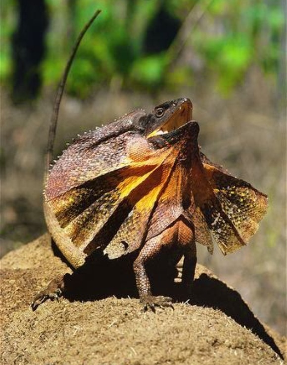 ΚΡΟΣΣΩΤΗ ΣΑΥΡΑ (FRILLED LIZARD) photos - wallpapers (ανανεωμένο) | the ...