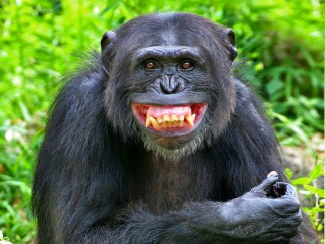 ACTUAL Y CURIOSO: El instinto asesino de los chimpancés