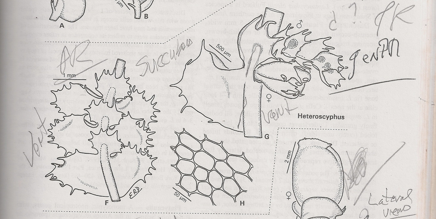 Flora de Puerto Rico Ilustrada Papo Vives: HOJAS FOLIADAS GEOCALYCACEAE ...