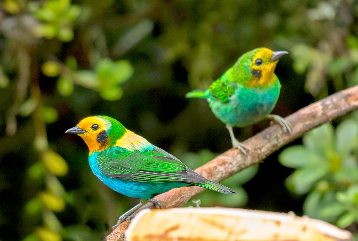 TÁNGARA MULTICOLOR, AVE INSIGNIA DE LA CAMPAÑA POR EL ORGULLO DEL ...
