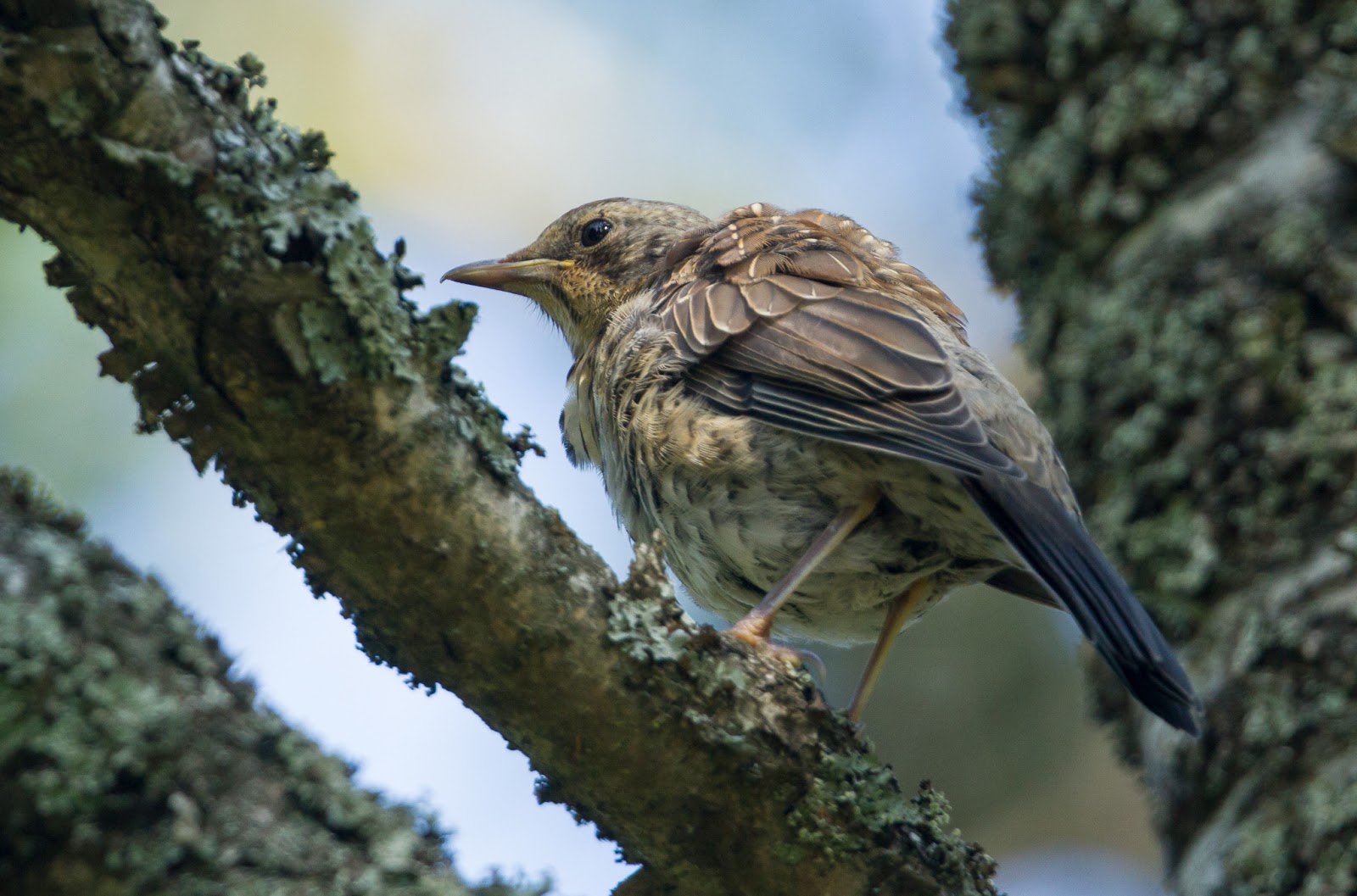 Tuulanhavis: Nuoria lintuja