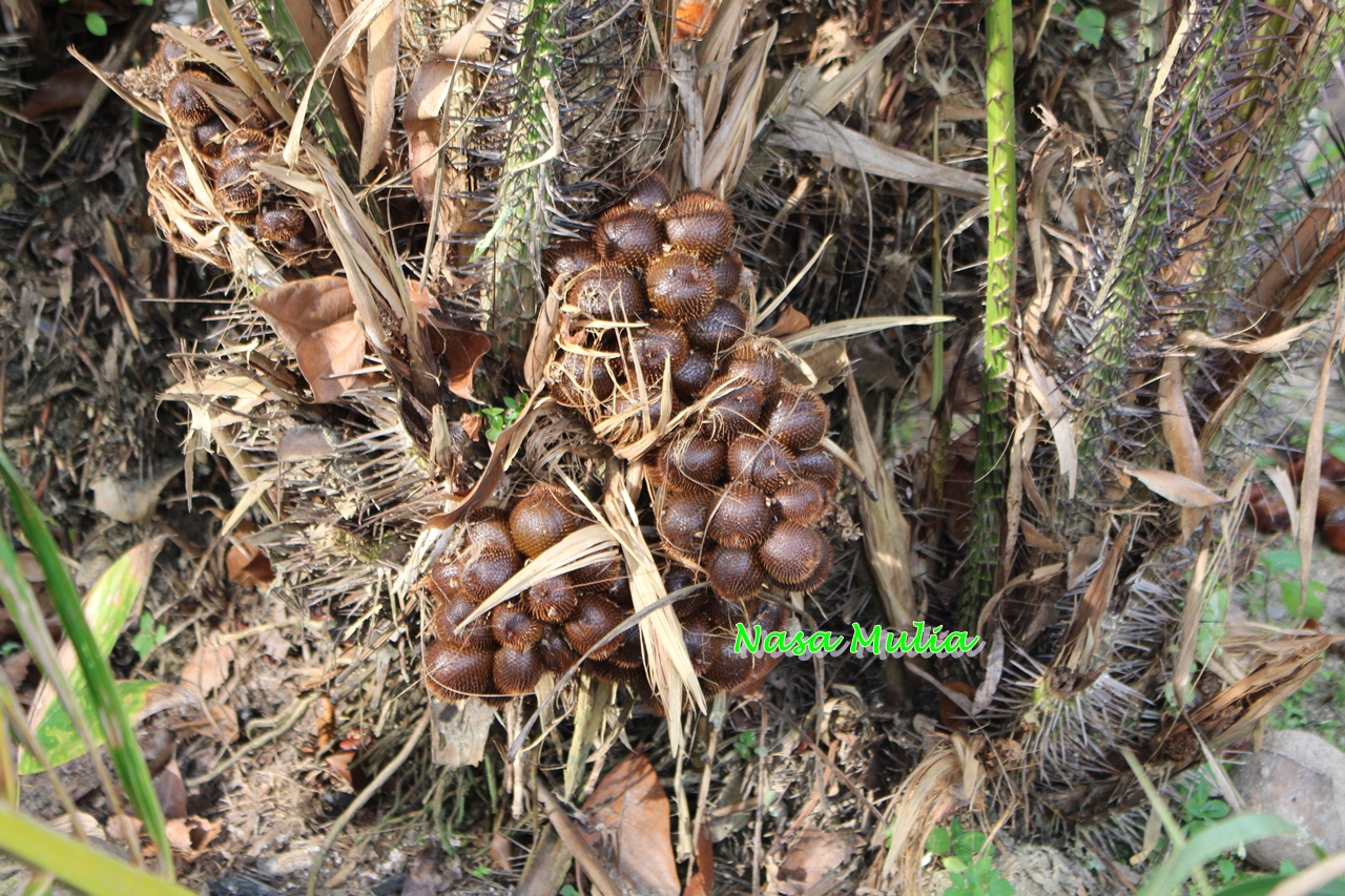 warna warni hidupku..............: Pokok Salak