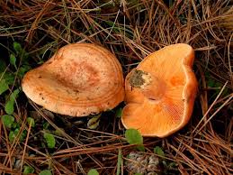 Gobe: Užitna sirovka - Lactarius deliciosus