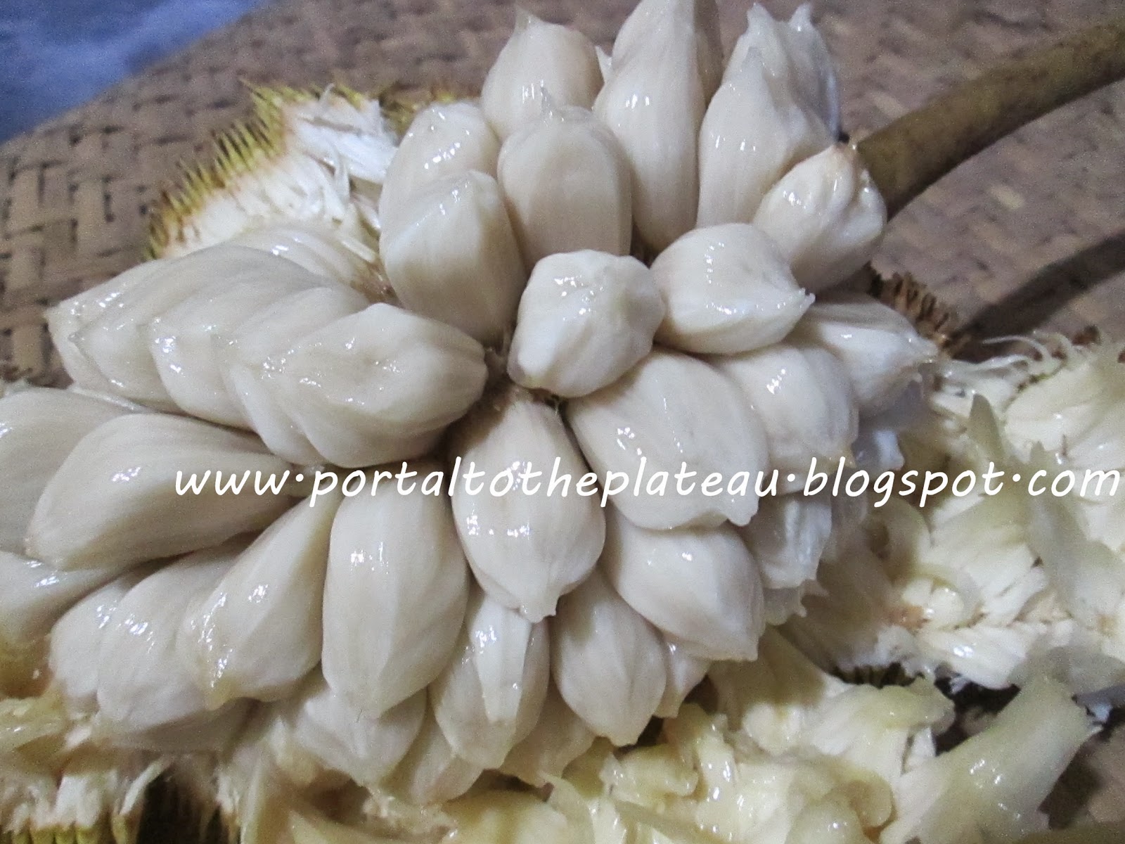 Portal to the Plateau: Yum, It’s Marang Season!