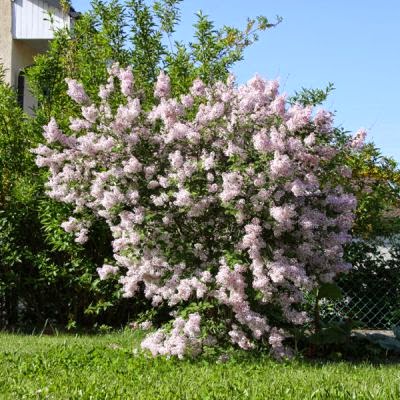 Syringa microphylla - Littleleaf Lilac