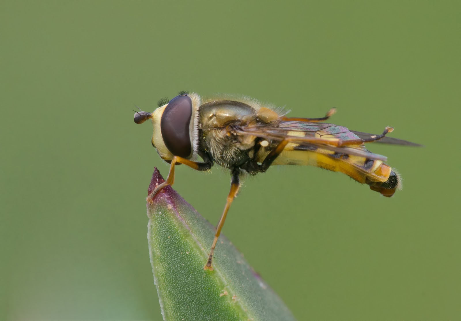 MACREANDO: Meliscaeva auricollis - El mascarón de proa