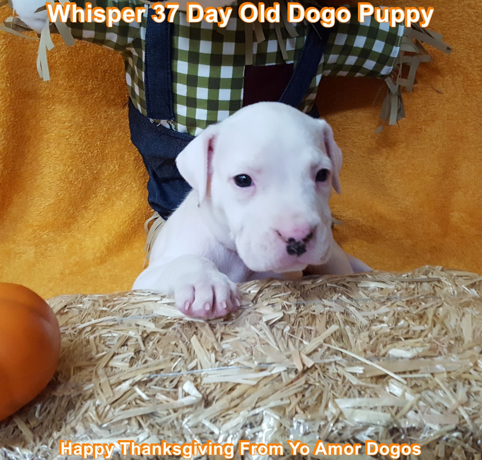 Yo Amo Dogos aka Yo Amor Dogos: 3 Female Dogo Argentino Puppies for Sale