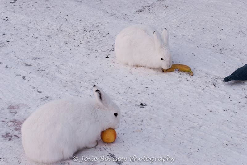 The Arctic Hare | Polar Rabbit