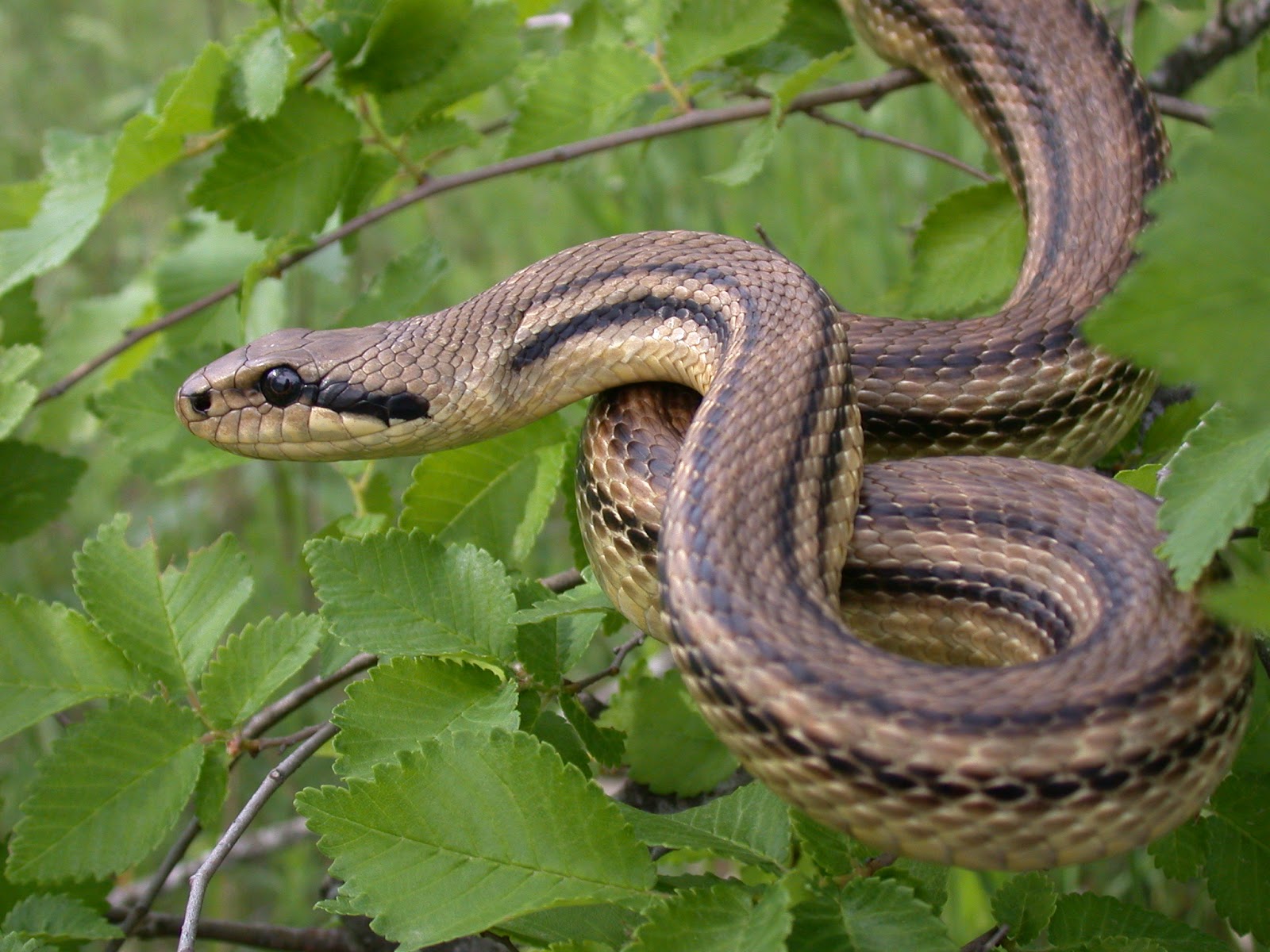 Balkan Wildlife: My 5 Favorite Bulgarian Snakes