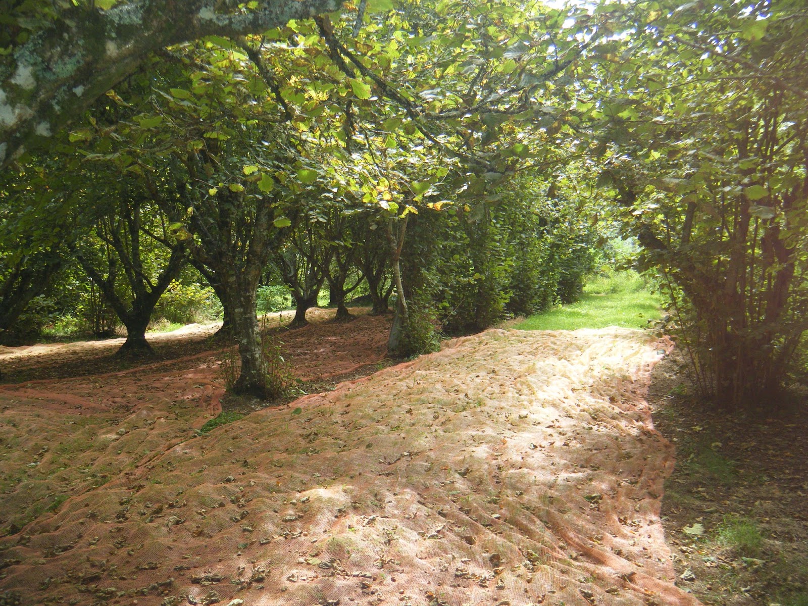 Ightham Mote Cobnuts Project: Going Nuts in New Zealand - I left the ...