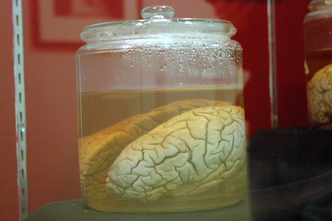 OTIS (Odd Things I've Seen): The New York Grimpendium: Wilder Brain ...