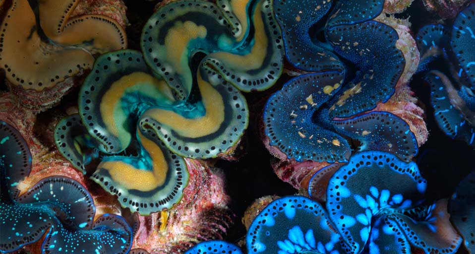 EBL: Giant Pacific Clam,Tridacna gigas (these really are the biggest ...