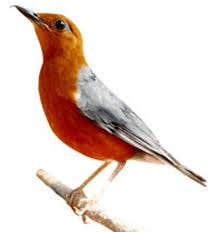 Apa Aja Ada: Anis Merah