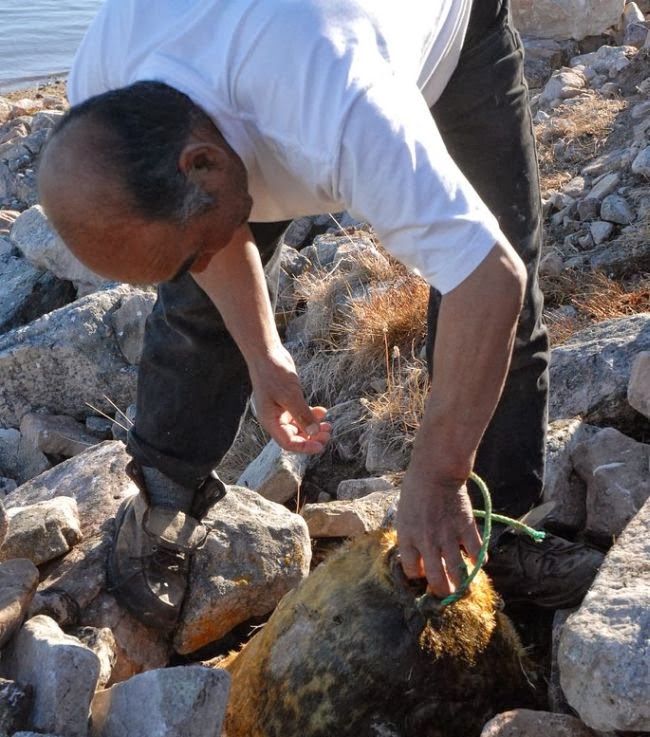 Kiviak, el peor plato que podrías llevarte a la boca
