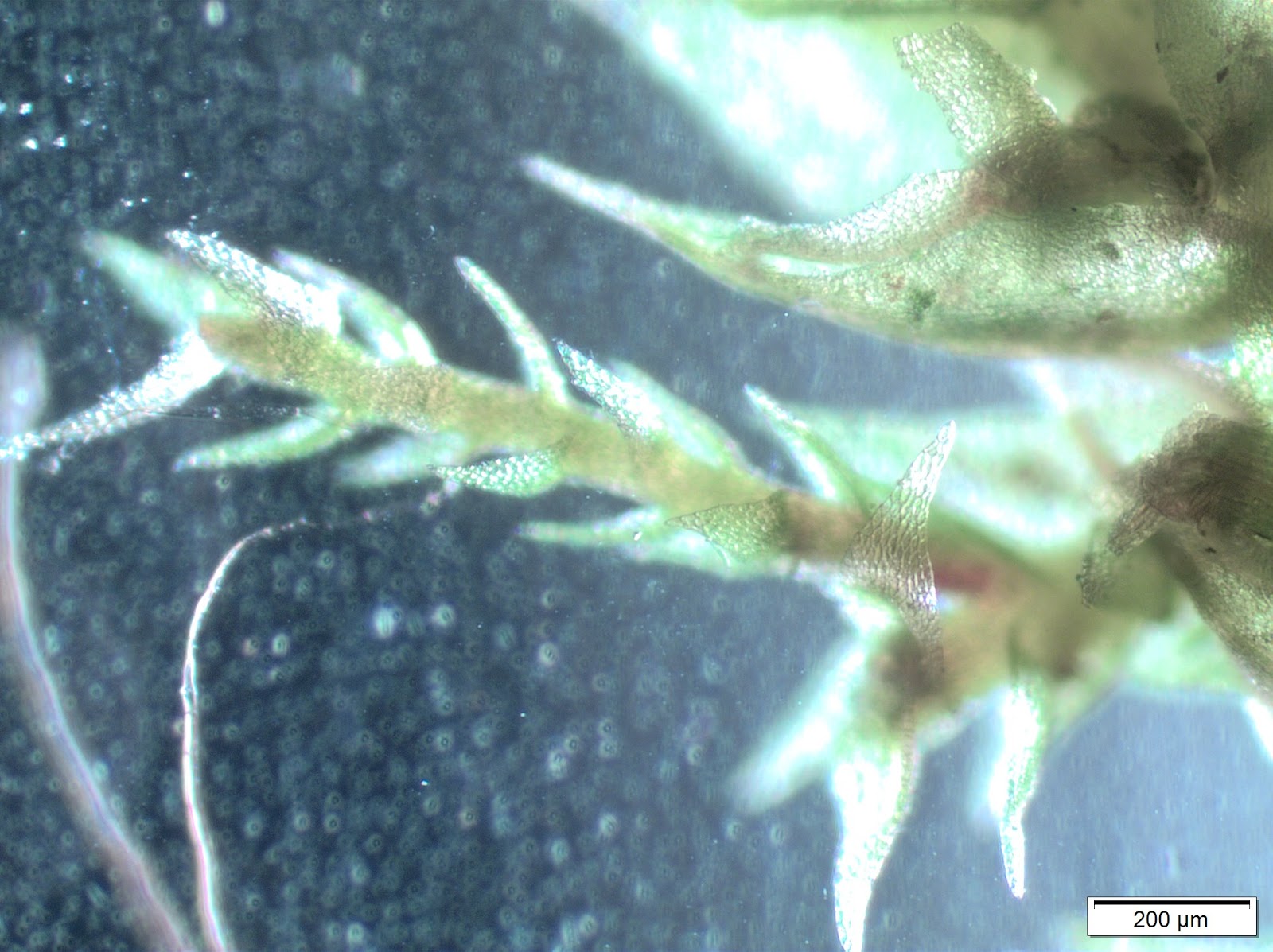 Welcome to the big world of tiny organisms: Species #15: Tangled Thread ...