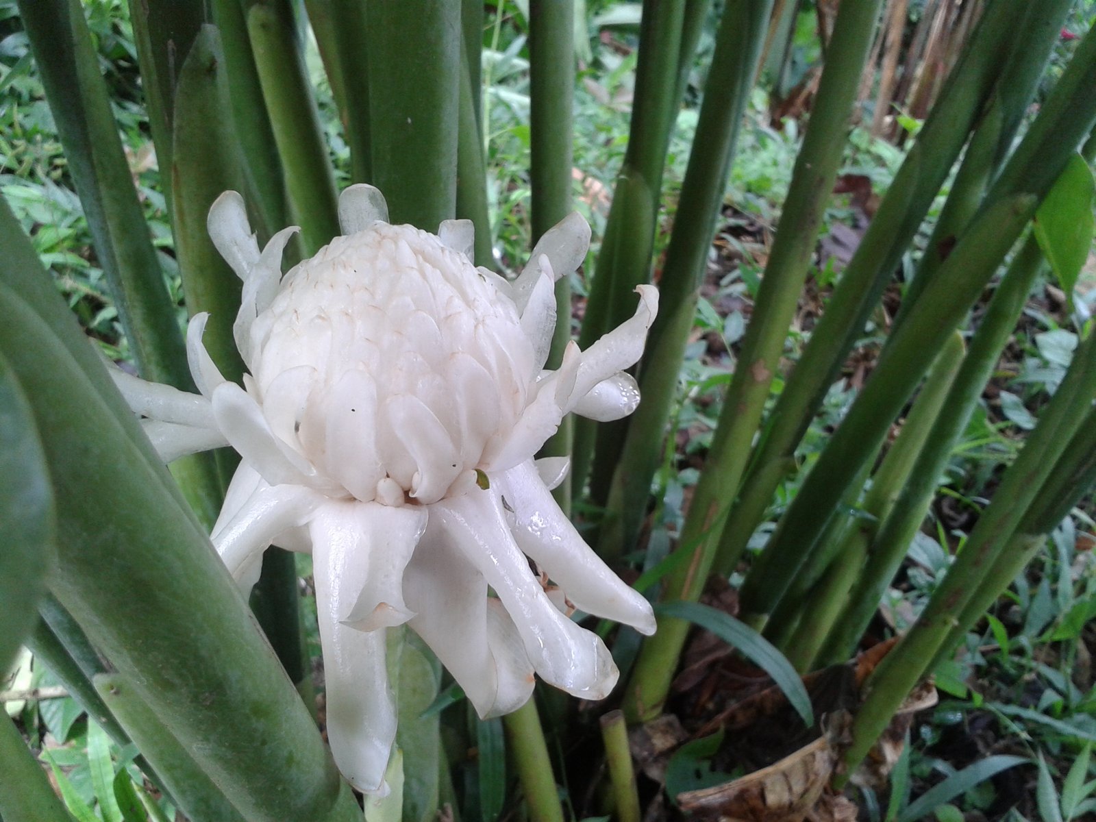 Flores y follajes tropicales