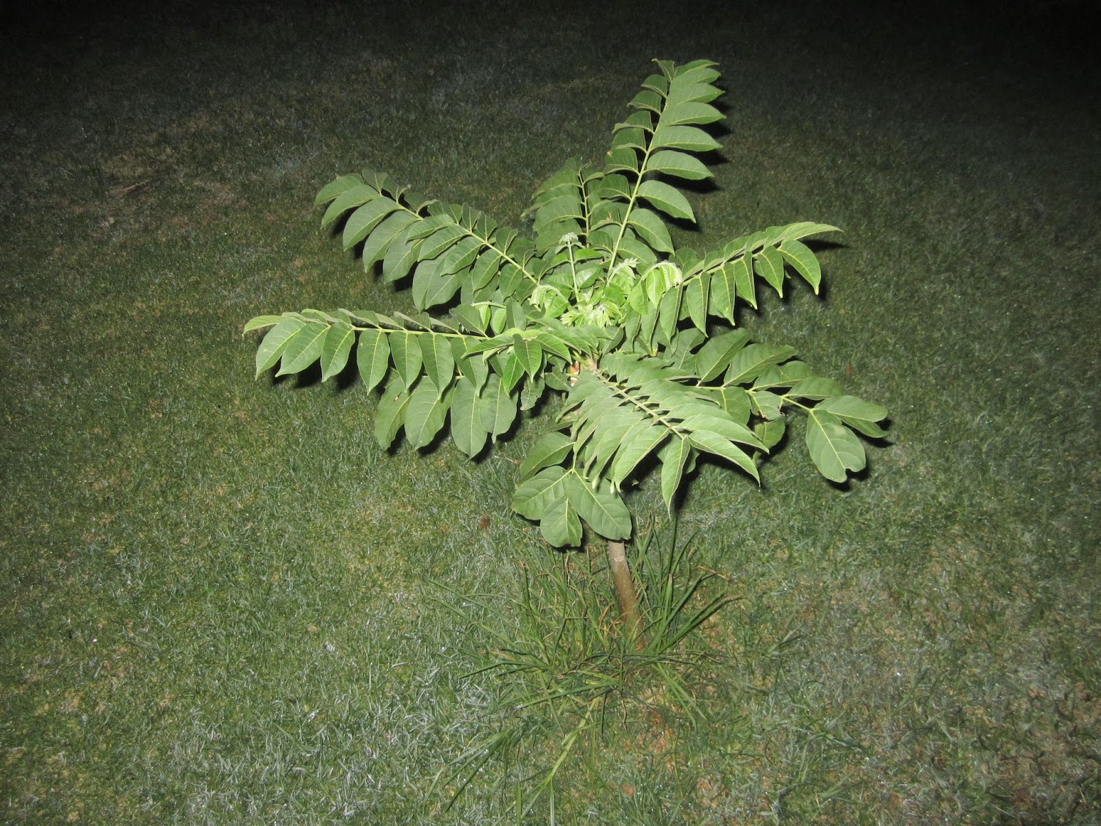 Los árboles: Cedro rojo tropical