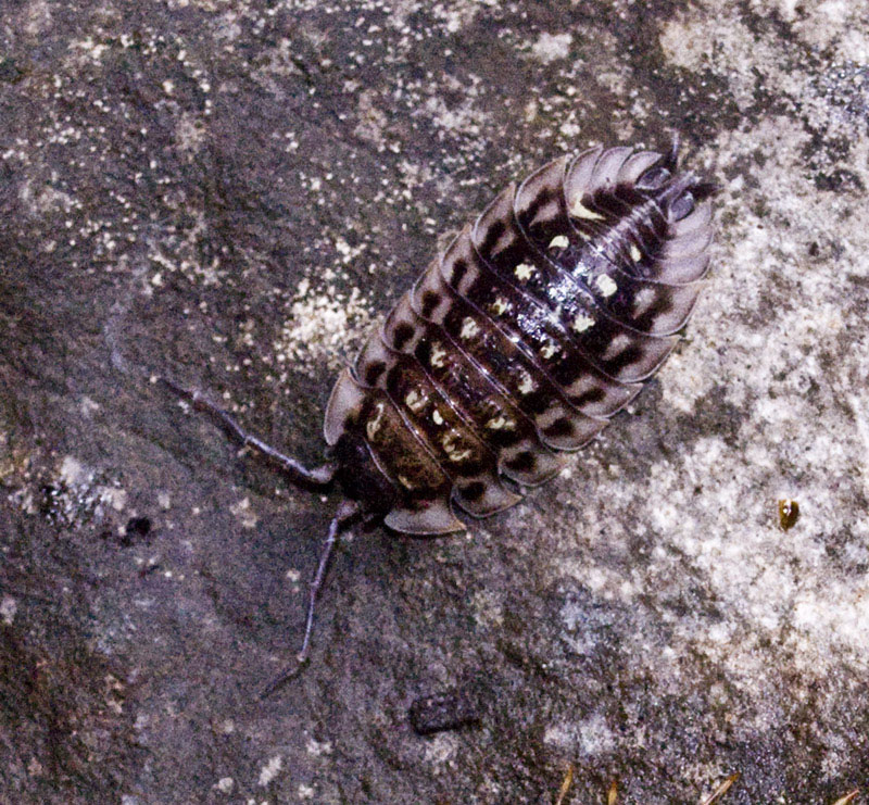 Paseos por la naturaleza: Oniscus asellus