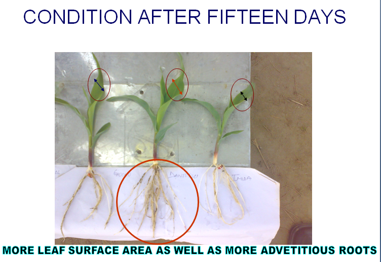 Seed Treatment of Maize: Seed Treatment of Maize